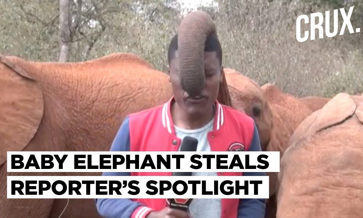 Baby Elephant Tickles Reporter During Shoot, Video Goes Viral - News18