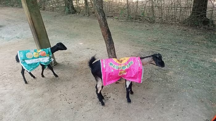 TN Farmer Dresses His Goats in Sacks to Prevent Them From Getting ...