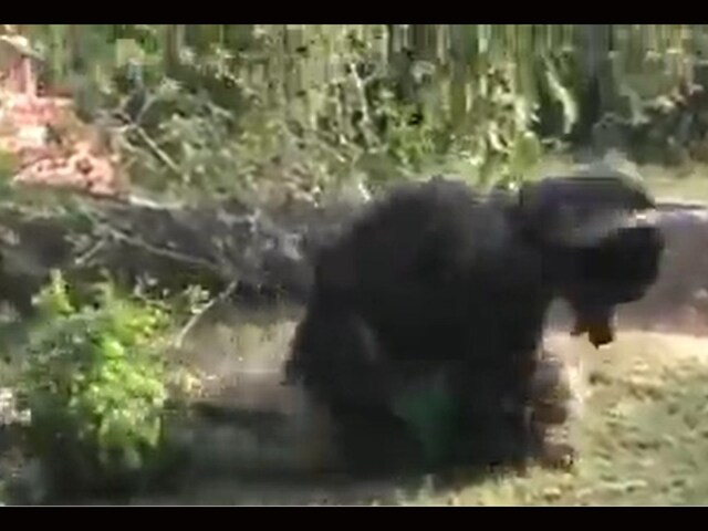 Chilling Video Shows Bear Attacking Man, Vigorously Biting him in Tamil ...