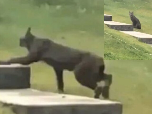 Rare Black Canada Lynx Snapped in Grassy Field, Internet Marvels at its ...