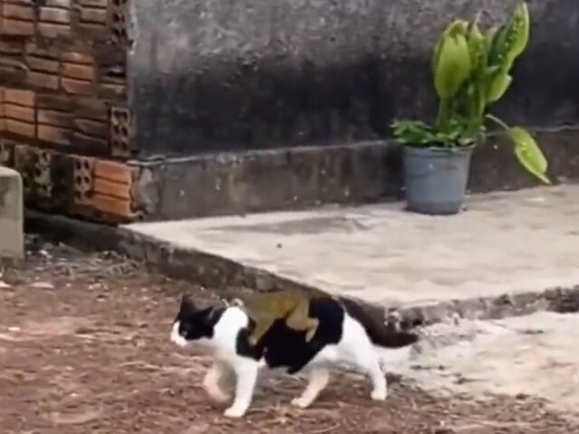 WATCH: Monkey Gets 'Free Ride' on the Back of a Cat, Netizens Amused ...