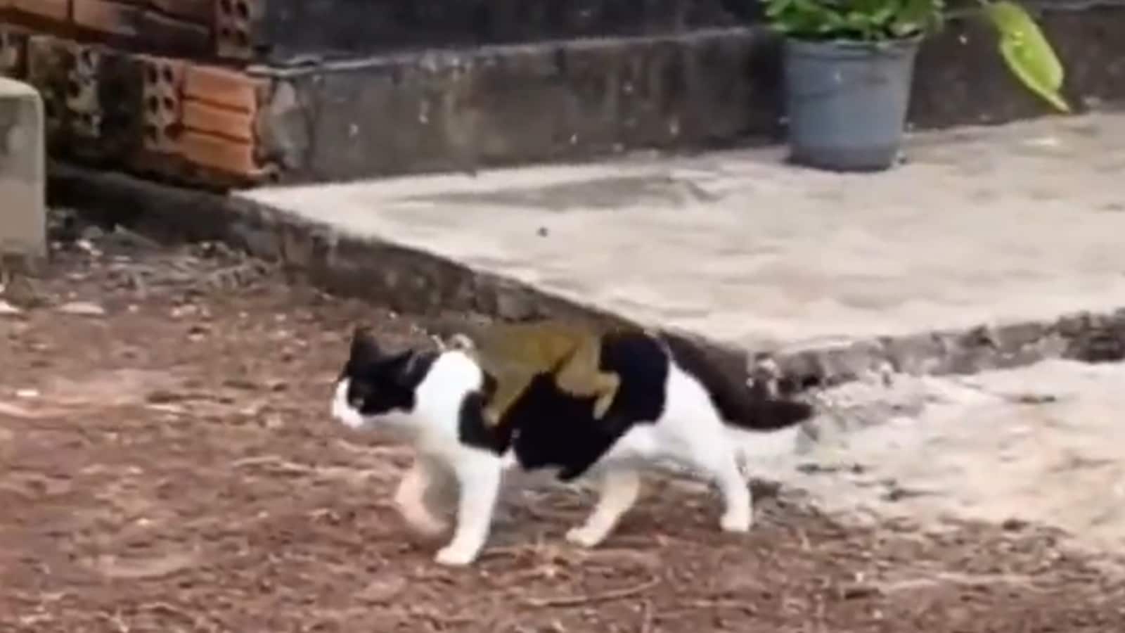 WATCH: Monkey Gets 'Free Ride' on the Back of a Cat, Netizens Amused ...