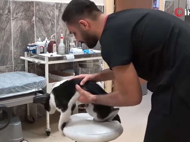 Video of Injured Cat Visiting Turkey Hospital All Alone Will Melt Your ...