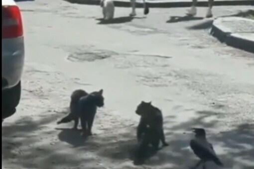 Crow Incites Stand-Off Between Two Cats, Video Goes Viral - News18