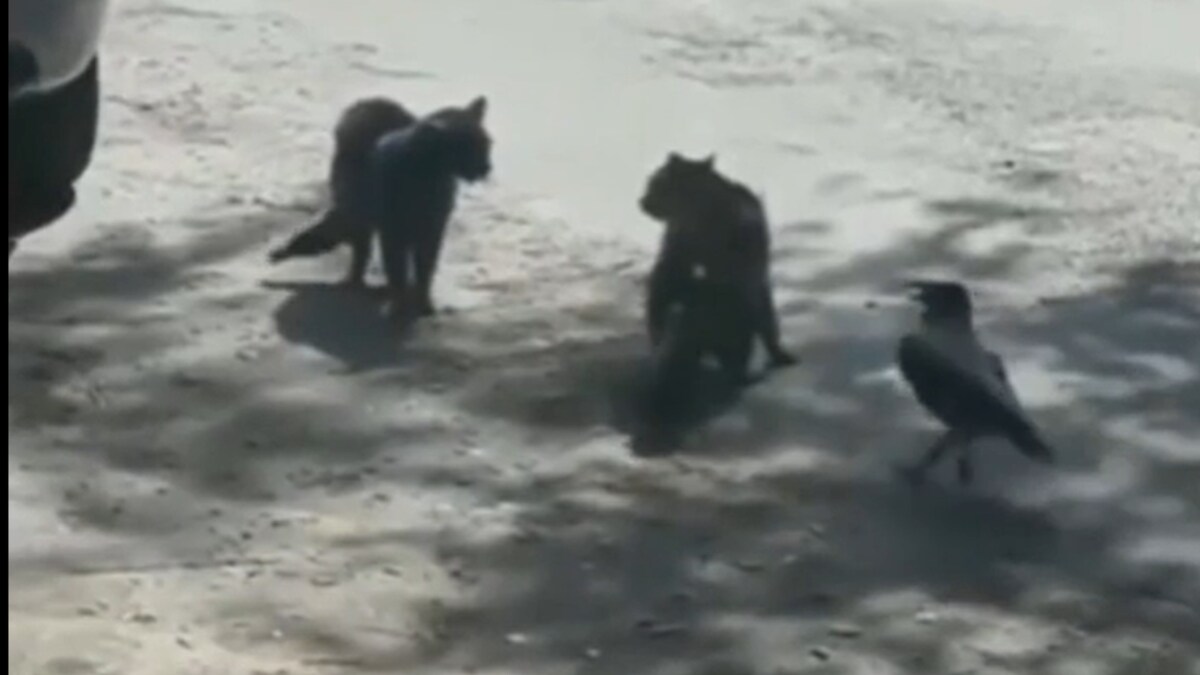 Crow Incites Stand-Off Between Two Cats, Video Goes Viral - News18