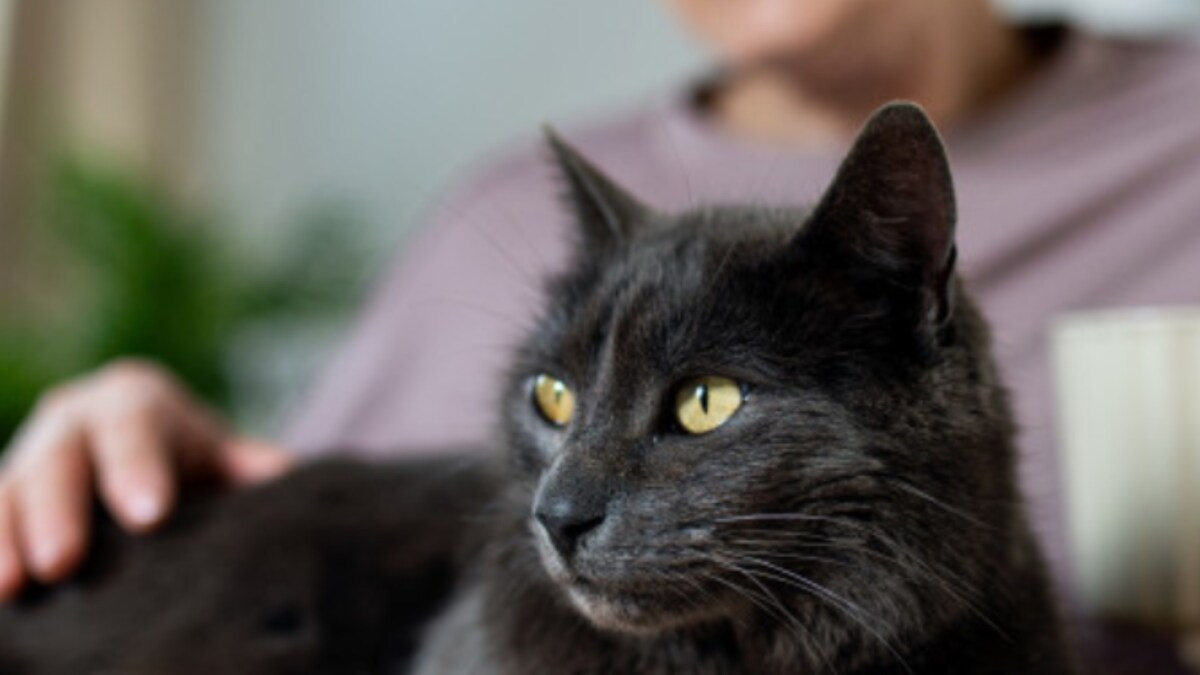 Could Cats Help Solve Criminal Investigations? - News18