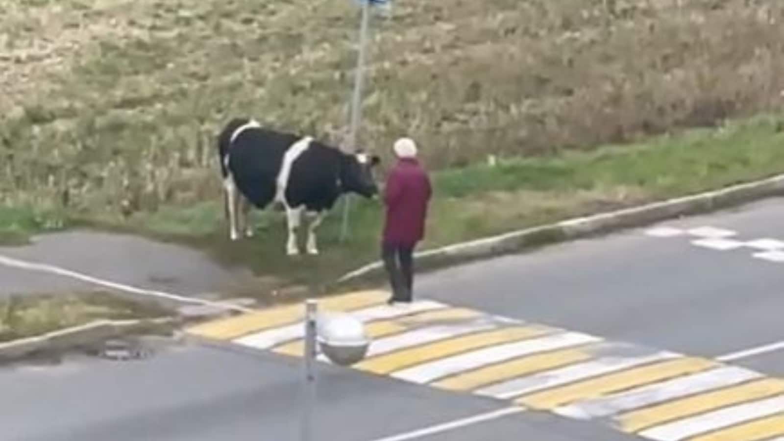 Cow Waits Patiently for its Human to Cross the Street Together in ...