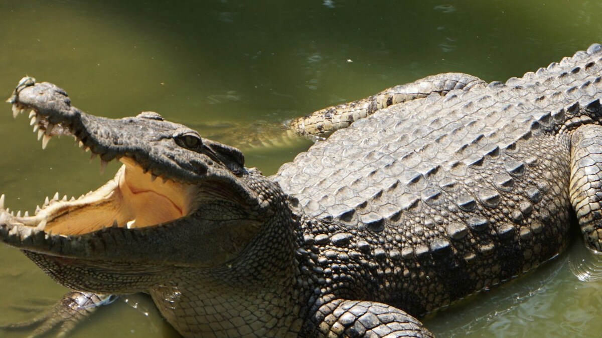 Hungry Eight-foot Crocodile Enters UP Home Late at Night in Search of ...