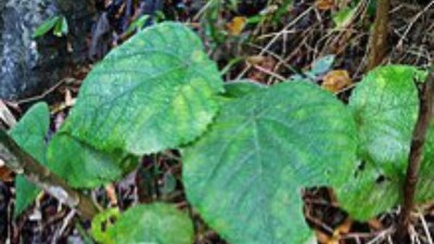 'Bored' UK Man Grows 'World’s Most Dangerous Plant' At Home | Buzz News ...