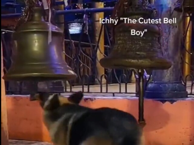 Heartwarming Video of Dog Ringing a Temple Bell is Pure Joy - News18