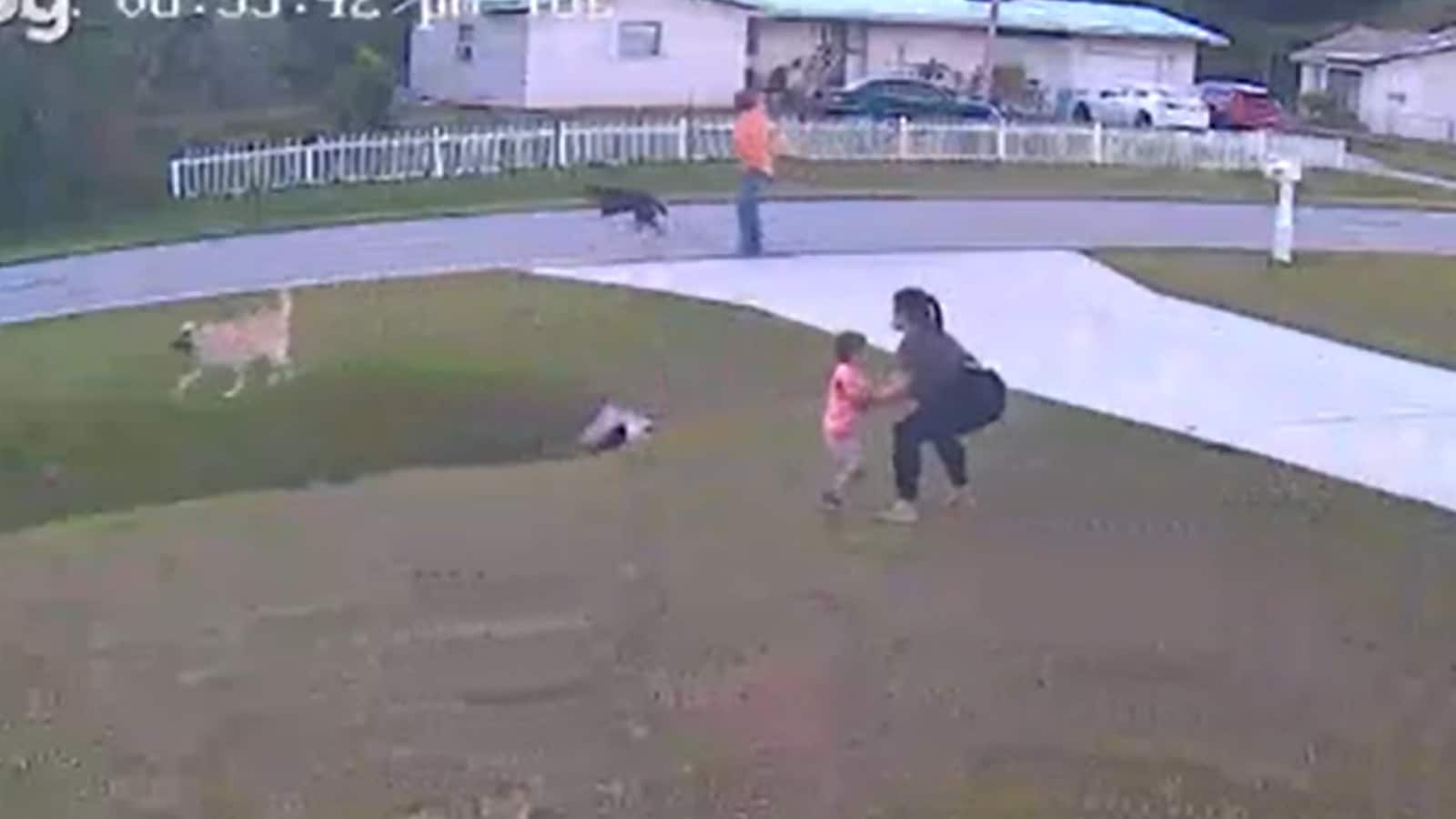 'Heroic' Dog Saves 6-year-old From Getting Mauled By Neighbour's Dog ...
