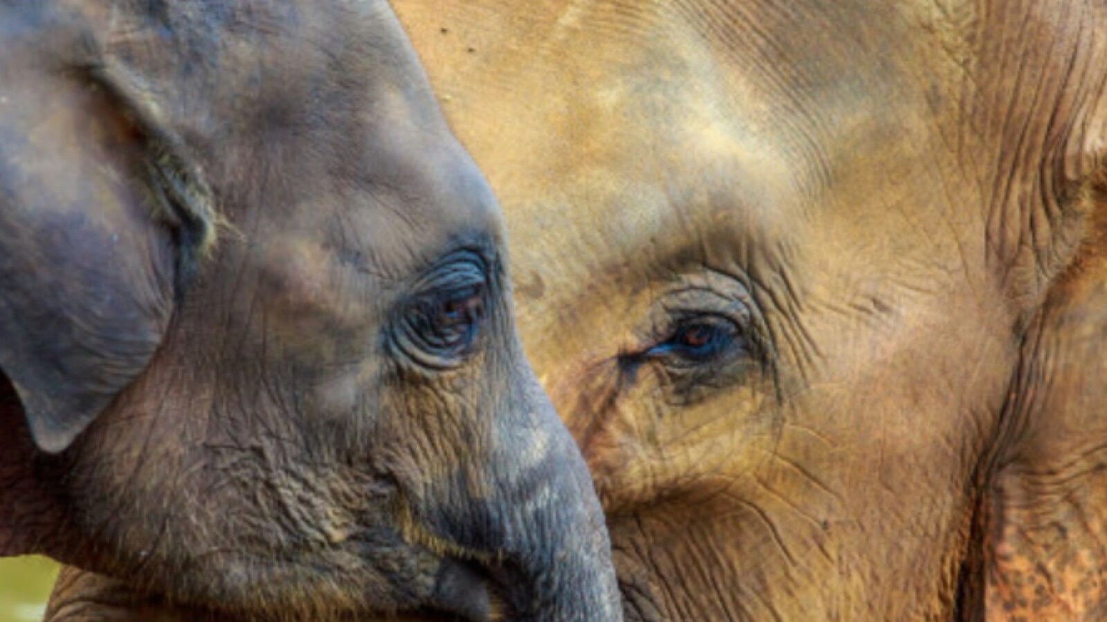 Study Shows Elephants Are Much More Expressive Than Humans, Here's Why ...