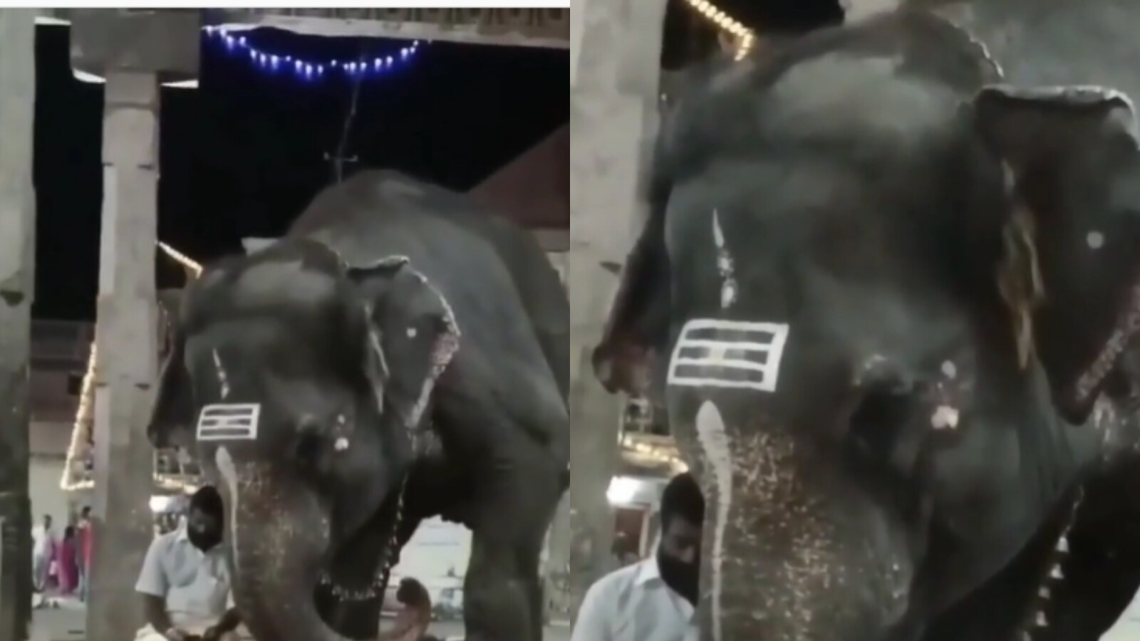 Video of Elephant Peeking into Manhout's Phone is Too Cute to Watch ...