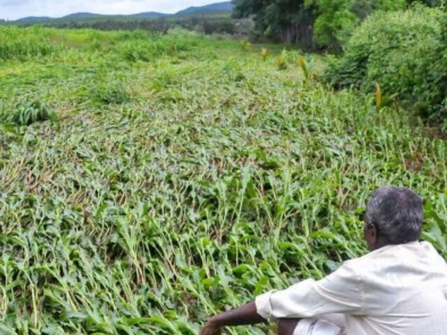 Tamil Nadu: 72-Year-Old Villager Grows Massive Yams, Other Crops in His ...