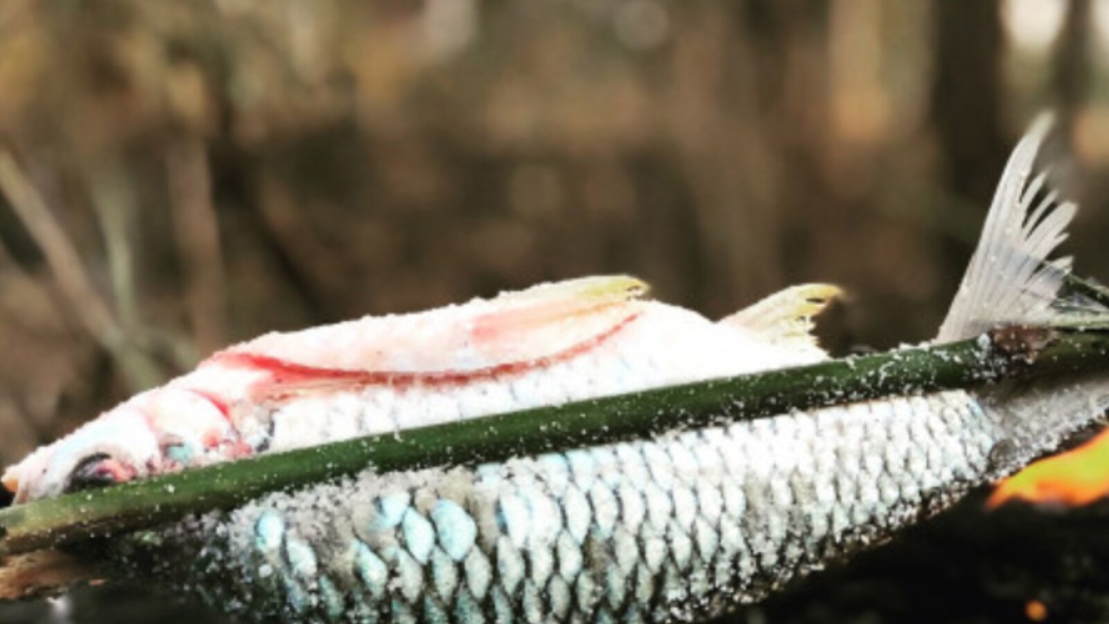 Study Shows Ancestors Who Lived 780,000 Years Ago Liked Well-done Fish ...