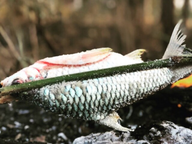 Study Shows Ancestors Who Lived 780,000 Years Ago Liked Well-done Fish ...