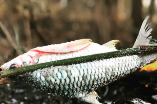 Study Shows Ancestors Who Lived 780,000 Years Ago Liked Well-done Fish ...