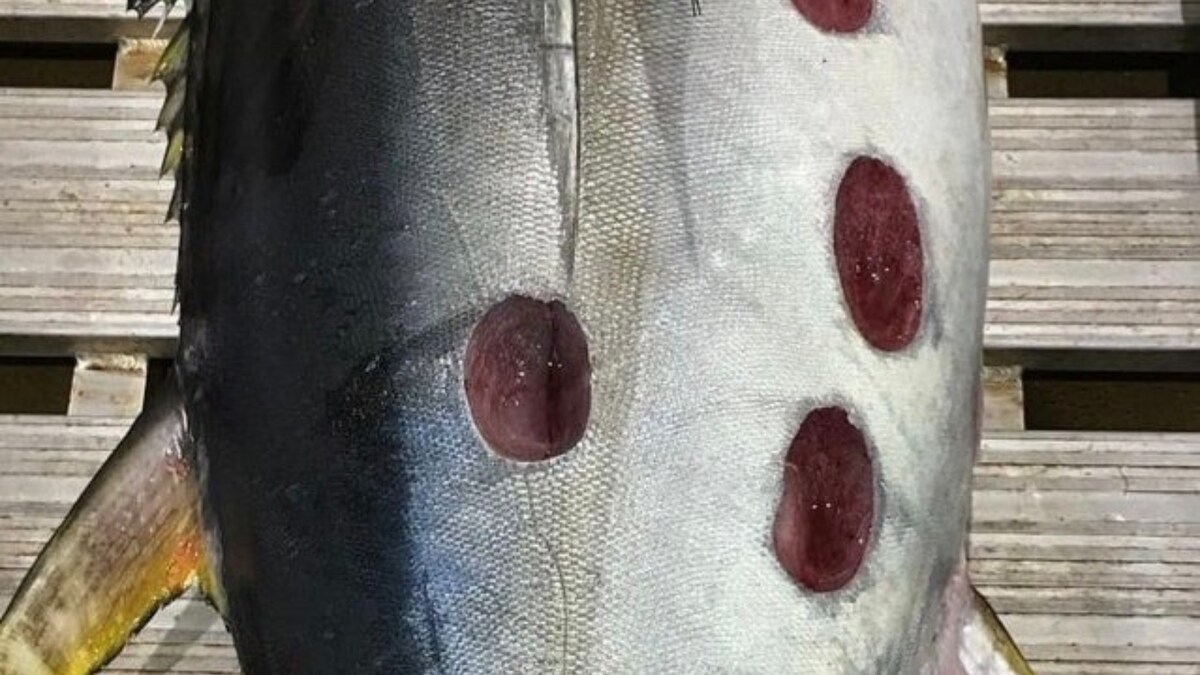 Strange Fish With Round Wounds Baffles Social Media Users - News18
