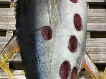 Strange Fish With Round Wounds Baffles Social Media Users - News18