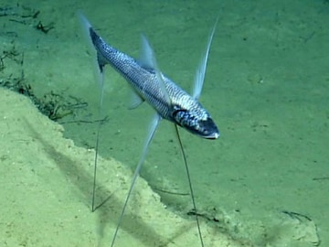 Fish With Wings? Researchers Find Several Fascinating Creatures at The ...