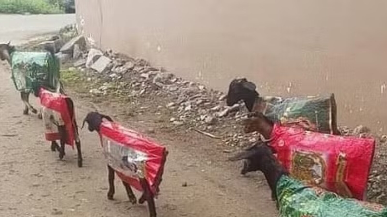 TN Farmer Dresses His Goats in Sacks to Prevent Them From Getting ...