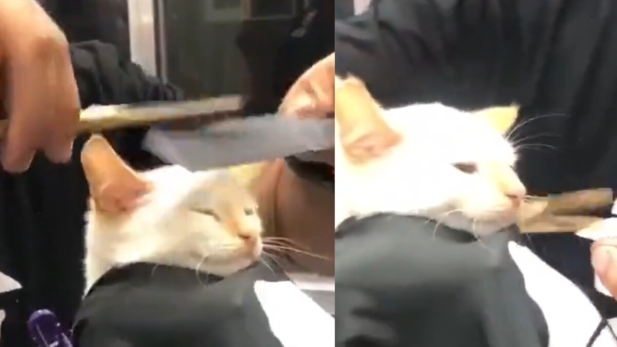 WATCH: This Cat Getting a Haircut is the Cutest Thing On the Internet ...