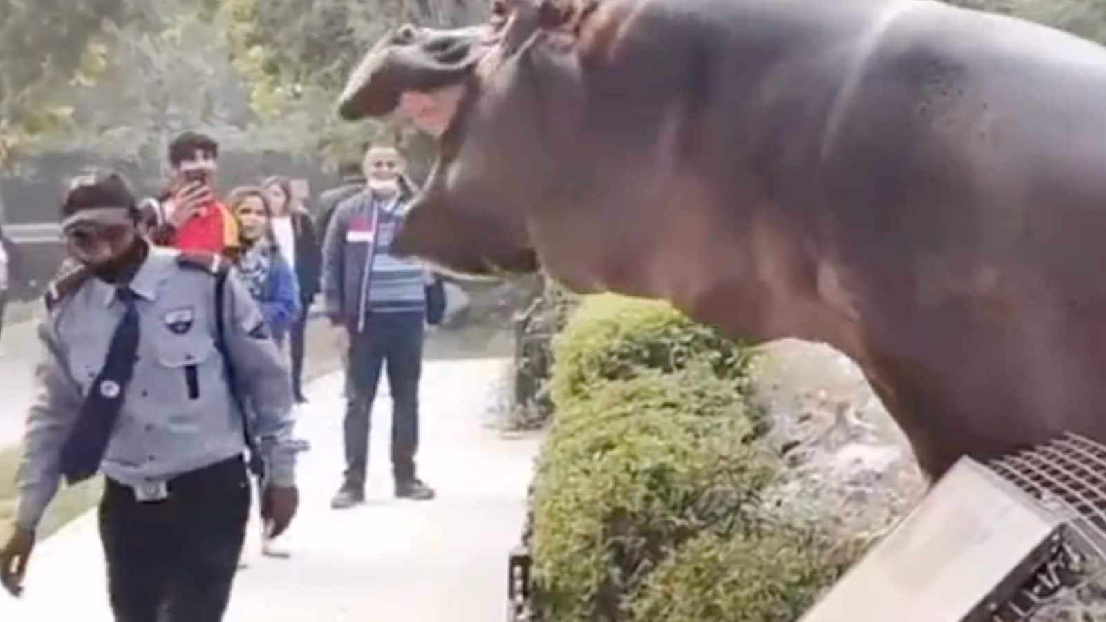 Old Video of Security Guard Slapping Hippopotamus Back Into The Water ...