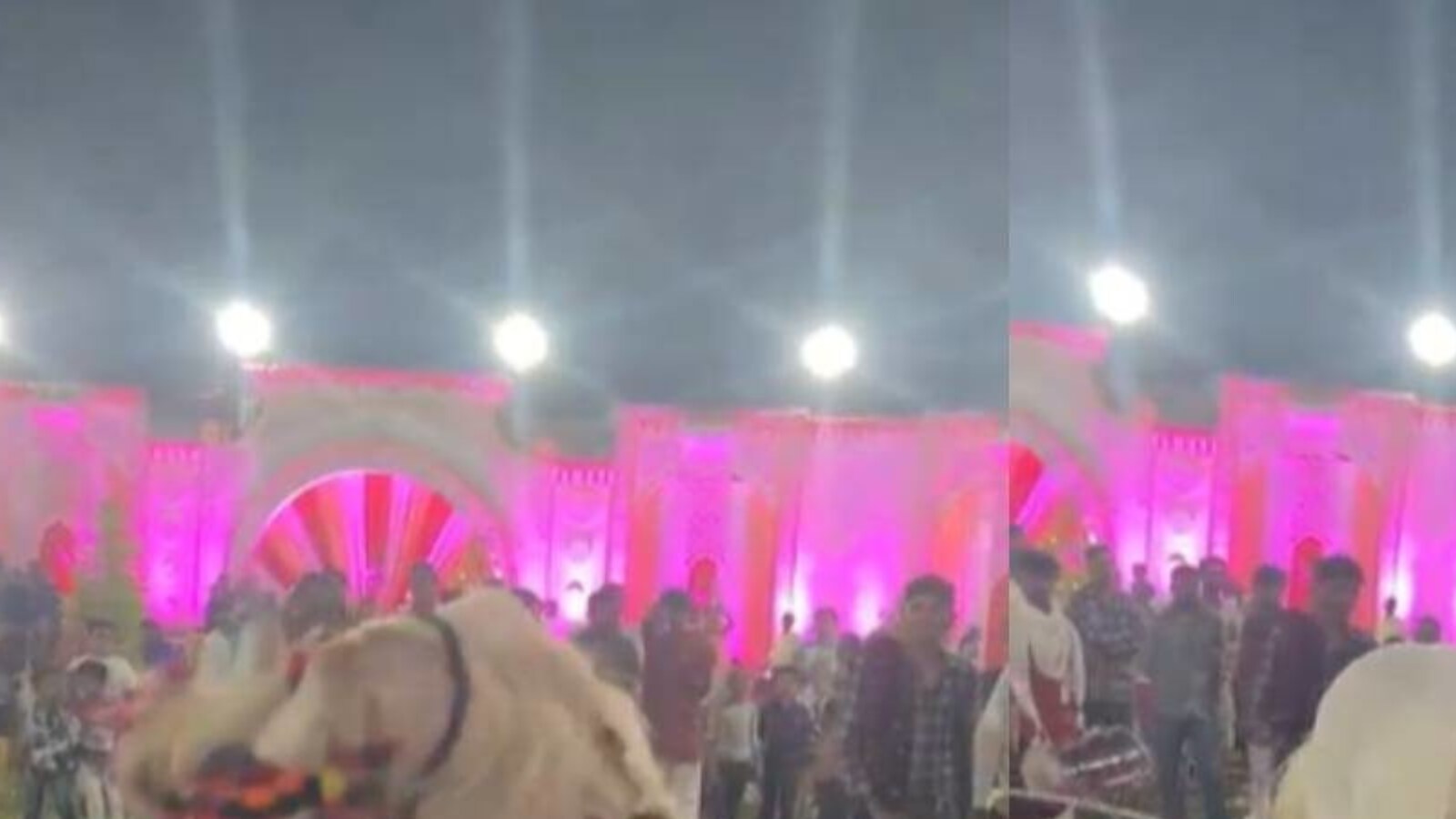 'Dancer Bahubali' Horse at Bihar's Sonepur Fair Dances When Ghungroos ...