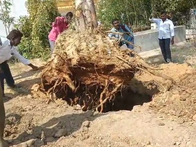 Telangana NRI Transplants 15 Trees Aged About 80 Years in His Native ...