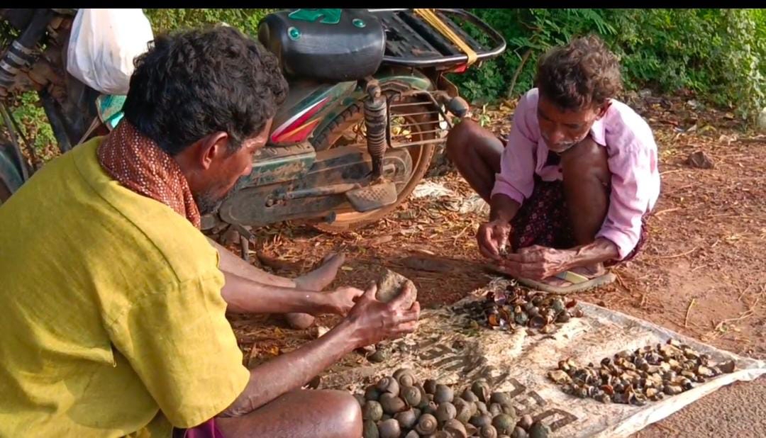 Snail Curry Tops in Andhra's Non-veg Menu, Foodies Say the Dish 'Cures ...
