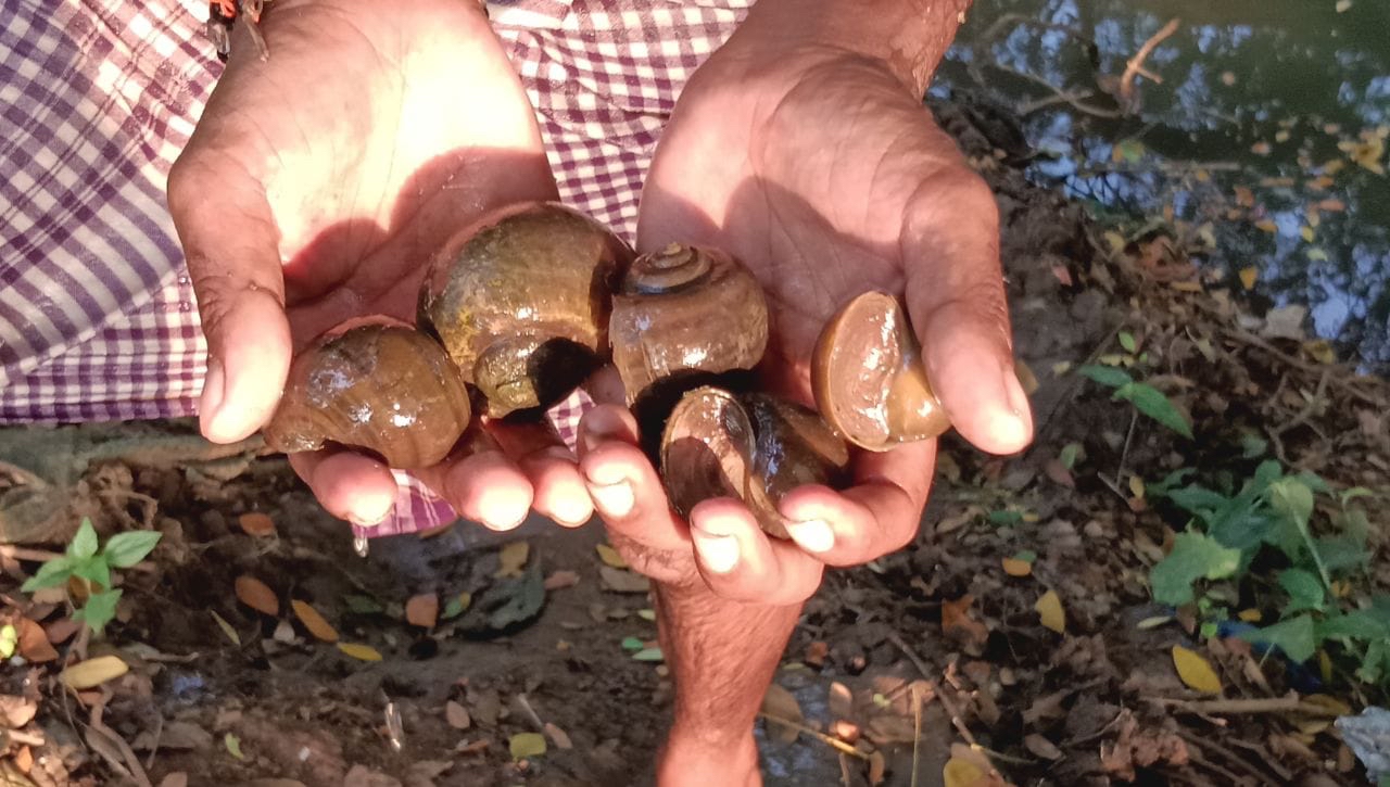 Snail Curry Tops in Andhra's Non-veg Menu, Foodies Say the Dish 'Cures ...