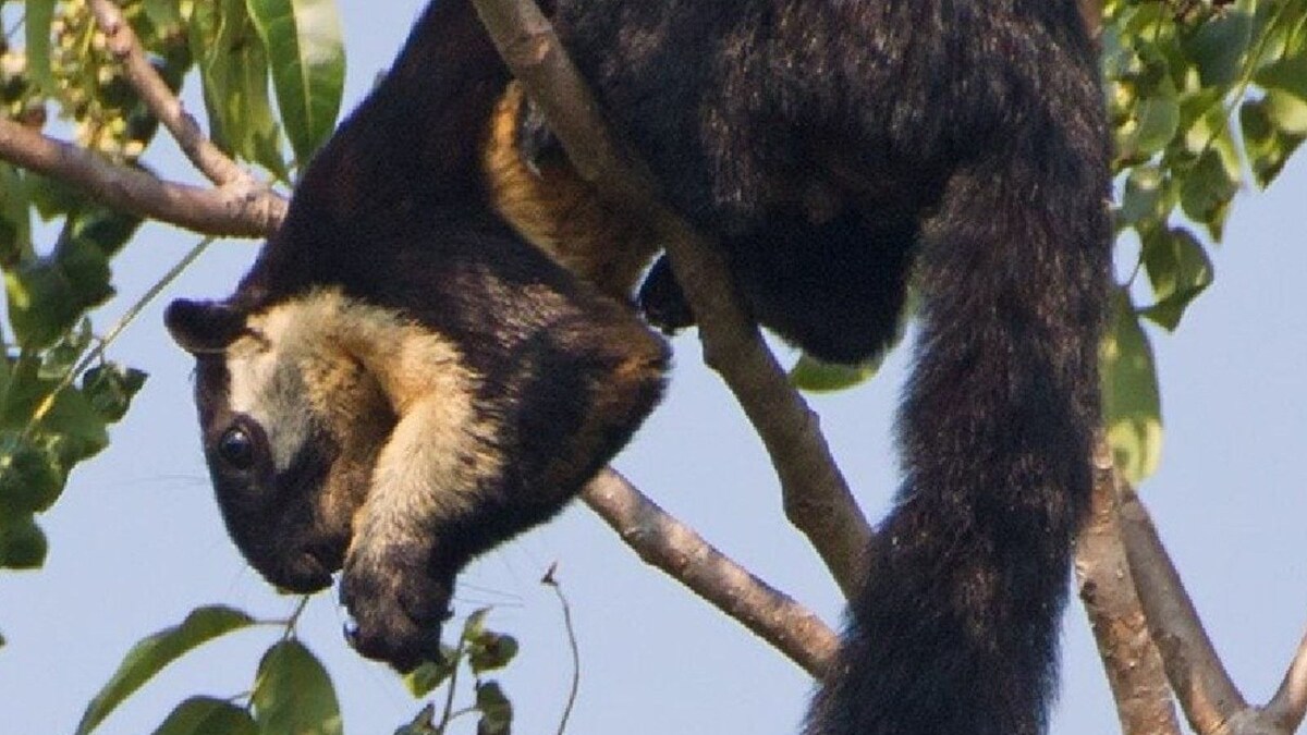 Indian Indo-Malayan Squirrel Spotted in West Bengal's Darjeeling ...
