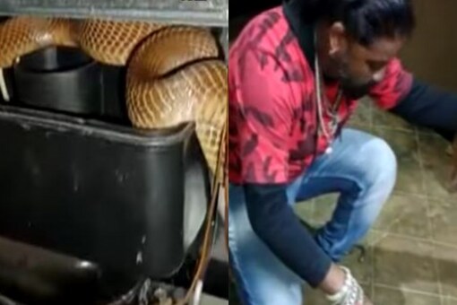 Karnataka Family Shocked After Finding Giant Cobra Coiled Around Fridge ...