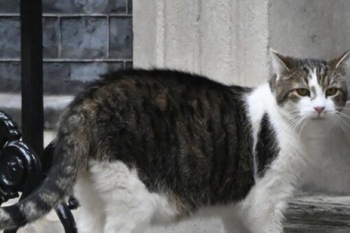 Larry, The Viral Cat At UK PM's Home, Is a Star on Social Media With ...