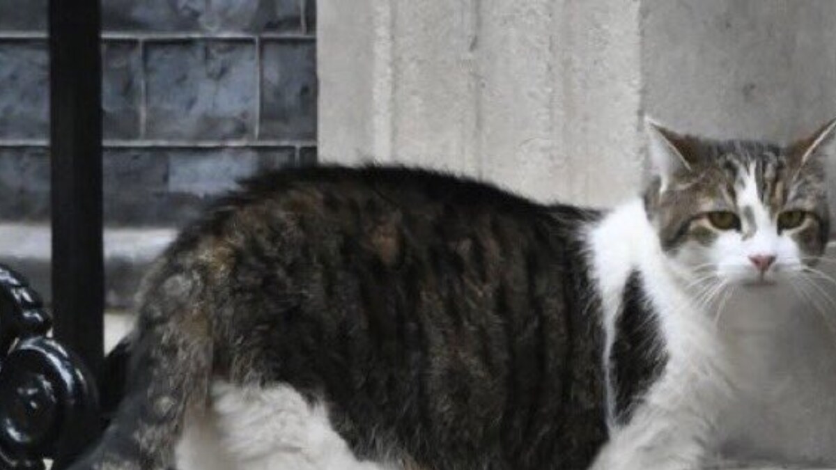 Larry, The Viral Cat At UK PM's Home, Is a Star on Social Media With ...