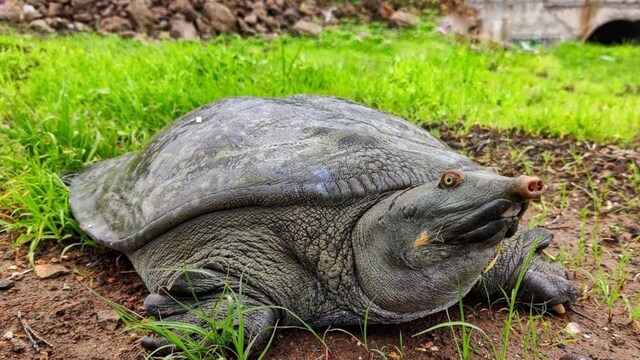 On Brink of Extinction, 2 Native Turtle Species Now in Global ...