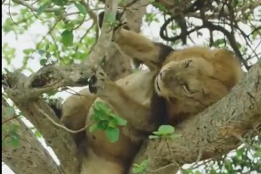 Lion Falls Asleep on a Tree in Tanzania to Escape Scorching Heat, Video ...