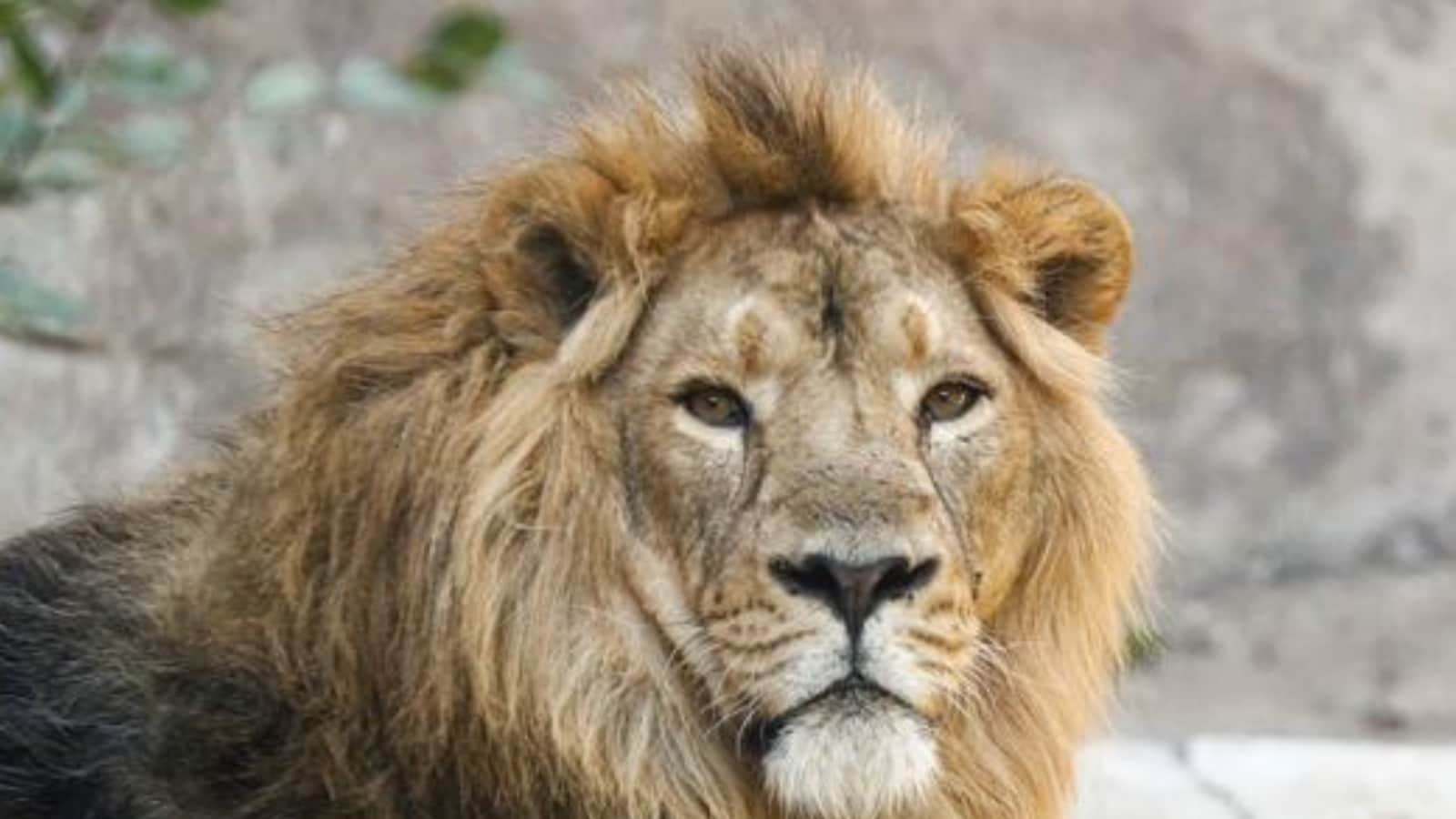 Families Camping at Australian Zoo Given 30 Seconds to Flee After Lions ...