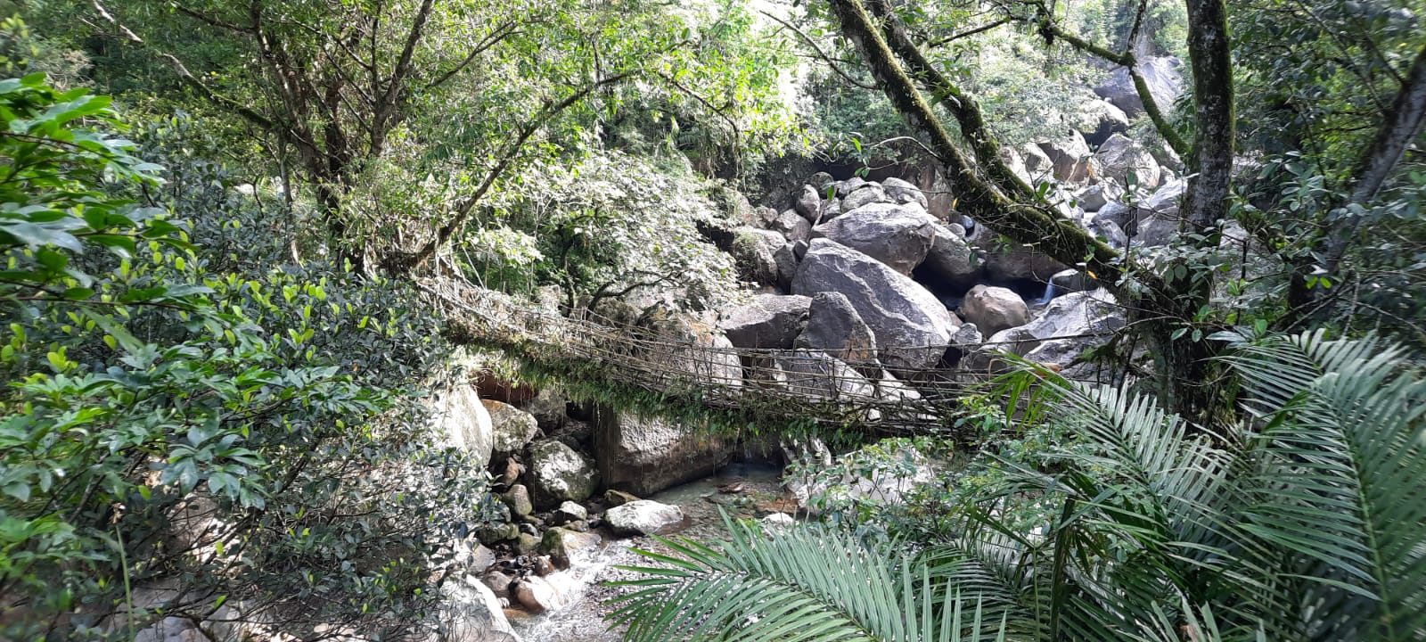 An Age-old Connection: The Living Root Bridges of Meghalaya, A Natural ...
