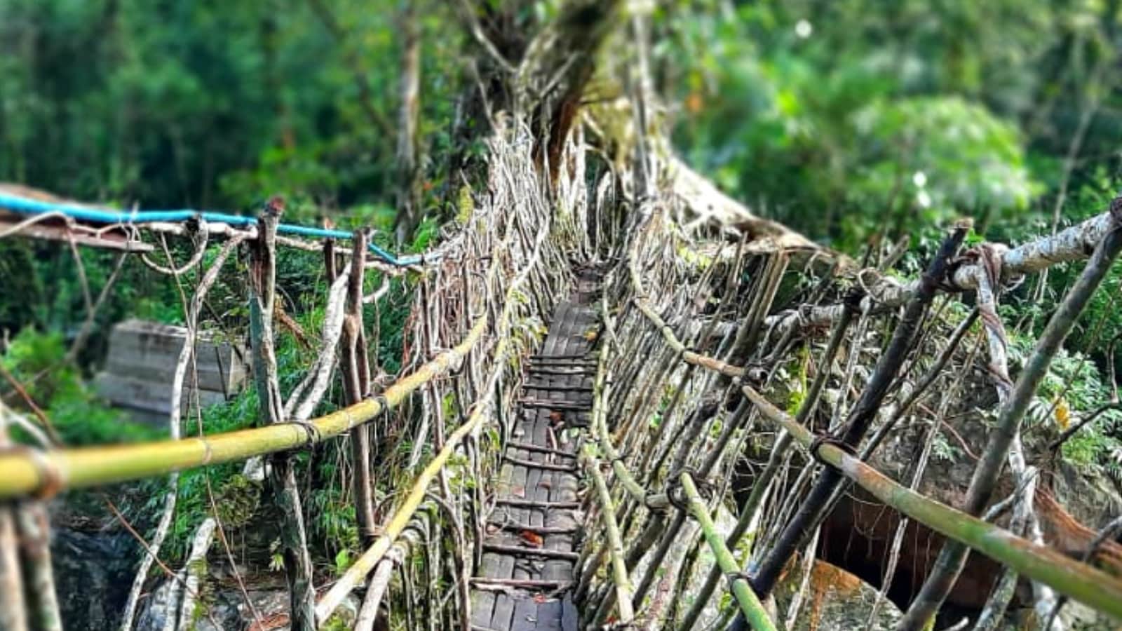An Age-old Connection: The Living Root Bridges of Meghalaya, A Natural Engineering Marvel ...