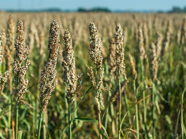 After UN Declares 2023 the ‘Year of Millets’, How India Plans to Cash ...