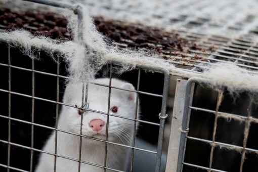 10,000 Mink on the Loose after Vandalism at Ohio Farm - News18