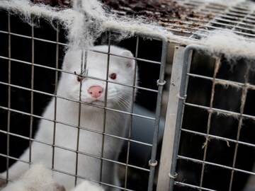 10,000 Mink on the Loose after Vandalism at Ohio Farm - News18