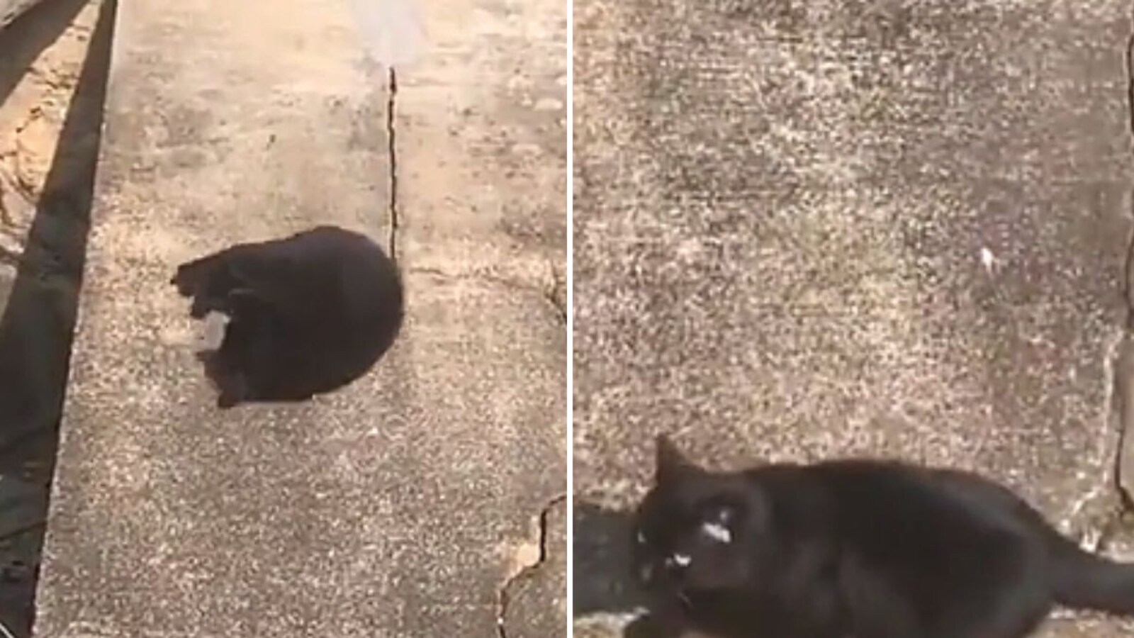 Watch: Viral Video Of Cat Gliding Down A Slope Is All Things Adorable ...