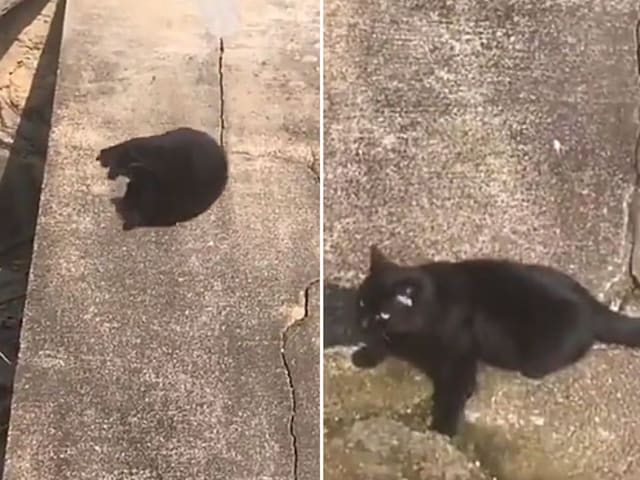 Watch: Viral Video Of Cat Gliding Down A Slope Is All Things Adorable ...