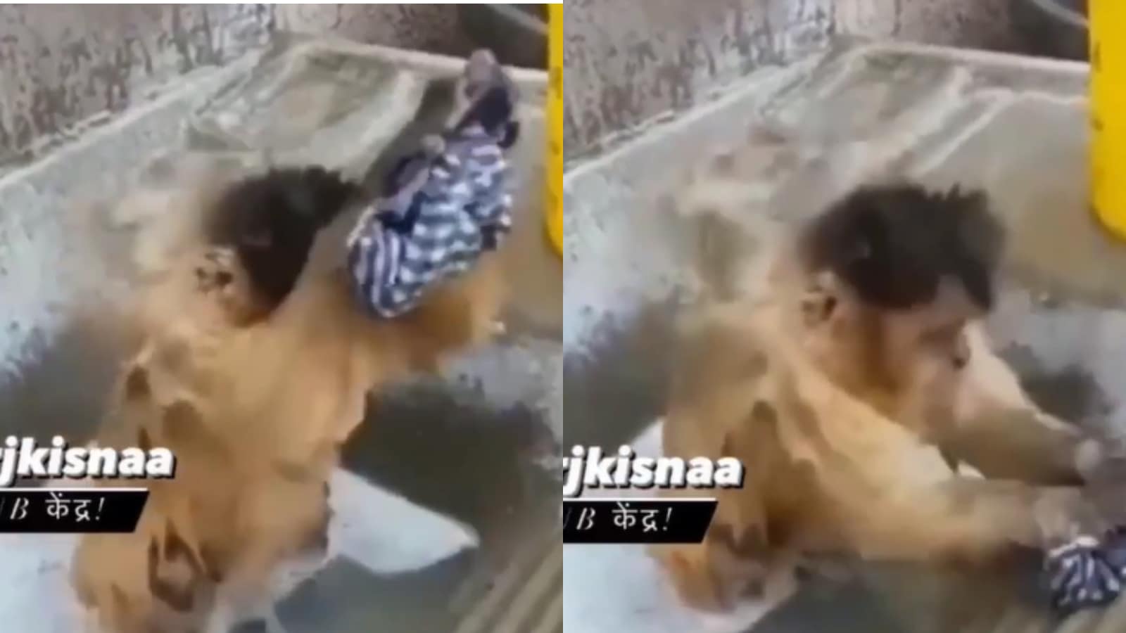 WATCH: Monkey Washes Clothes Like an Expert, Leaves Internet in Splits ...