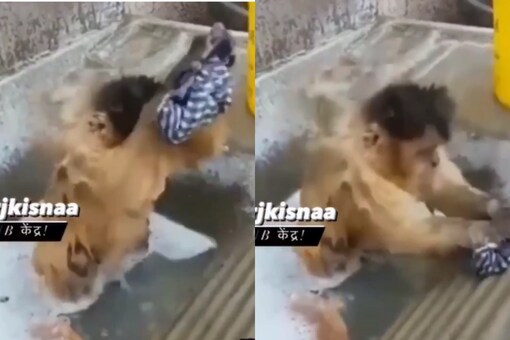 WATCH: Monkey Washes Clothes Like an Expert, Leaves Internet in Splits ...