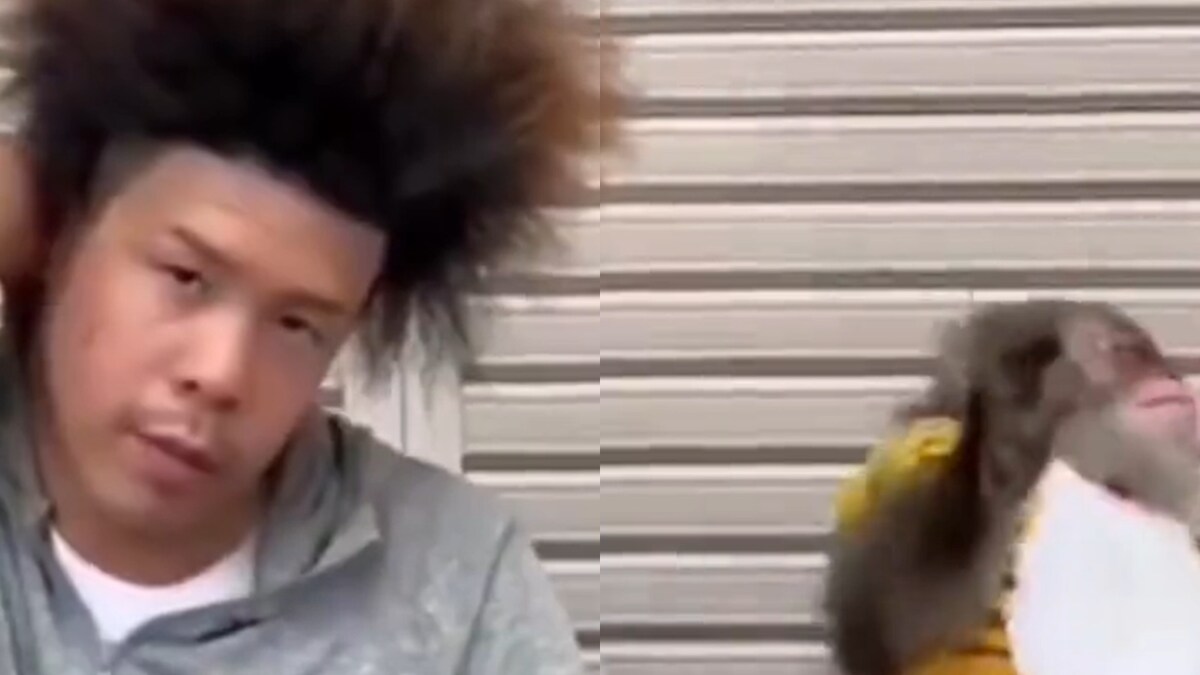 WATCH: Monkey's Reaction to Man's Unusual Hairstyle Will Leave You ...