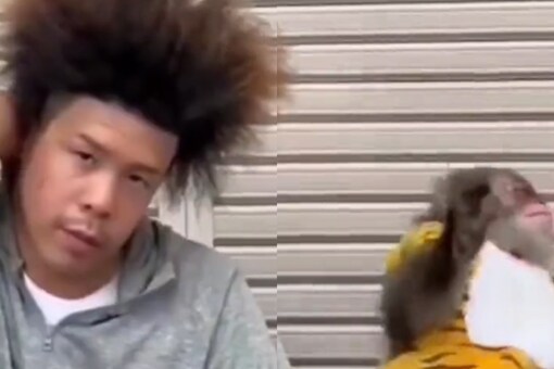 WATCH: Monkey's Reaction to Man's Unusual Hairstyle Will Leave You ...