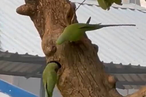 IFS Officer Shares 'Heartwarming' Video of Parakeets Building a Nest ...